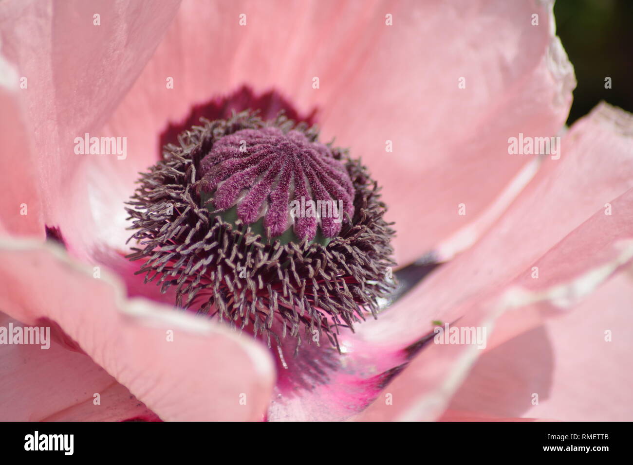 Papaver orientale ‘Princess Victoria Louise’ Large Pink Oriental Poppy ...