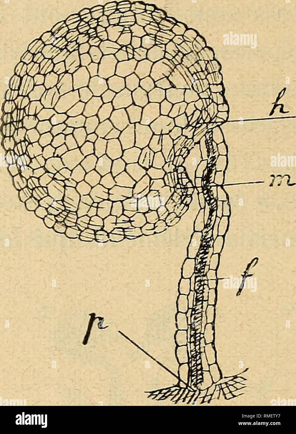 . Annuaire du Conservatoire et du jardin botaniques de Genève. Botany ...
