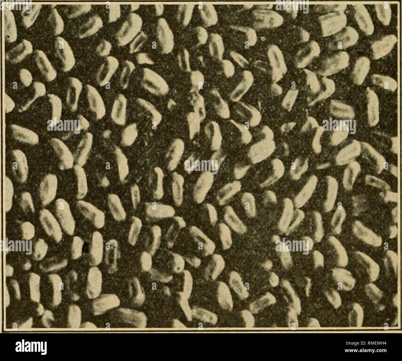 Eastern subterranean termite hi-res stock photography and images - Alamy