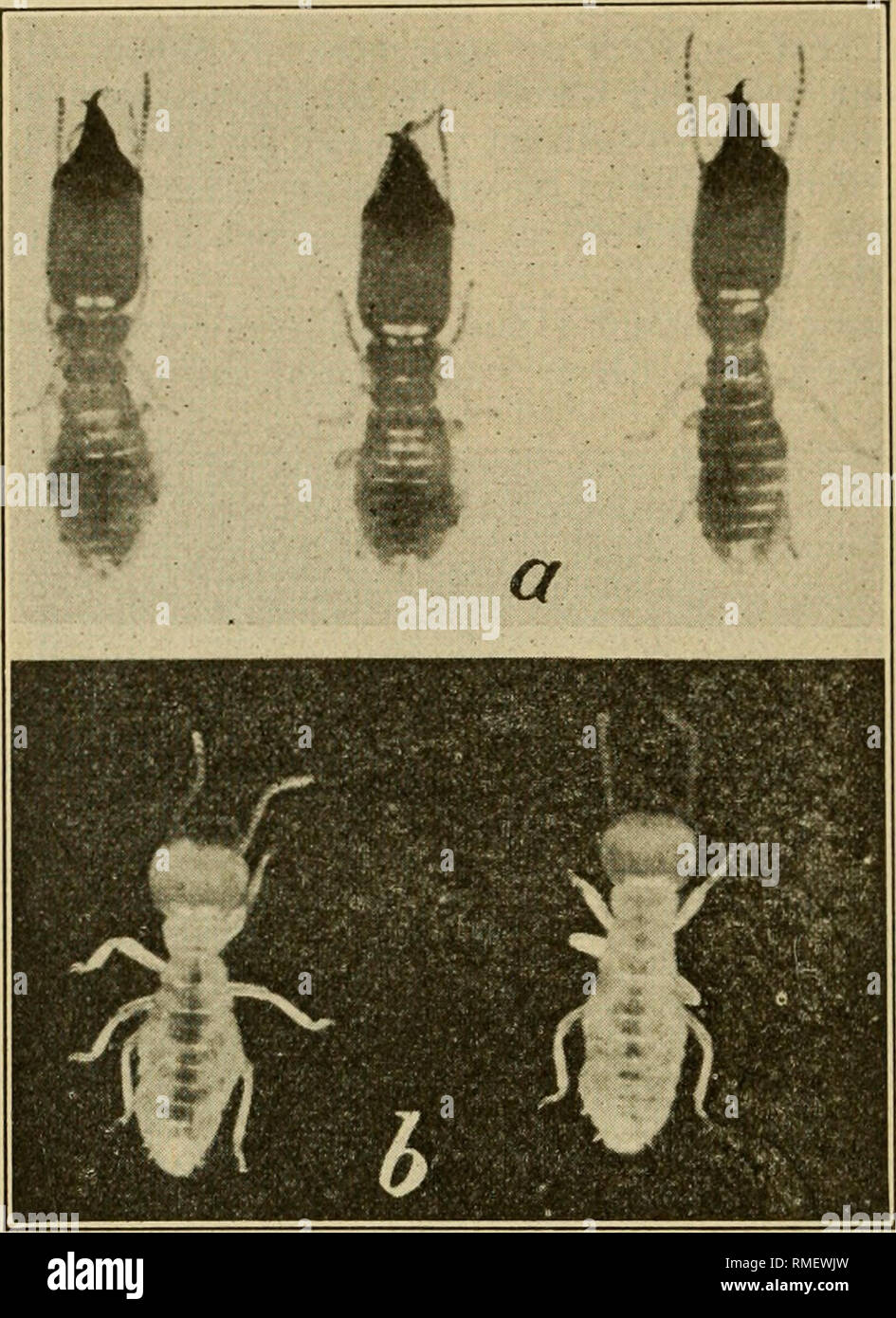 . An annotated list of the important North American forest insects ...