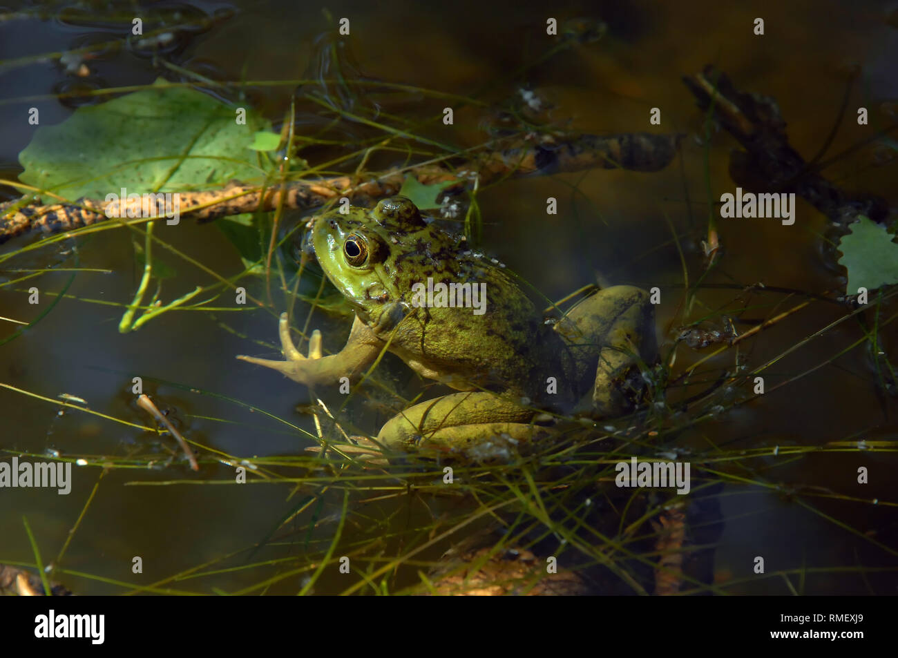 This green pond frog lazes in the filtered shadows on a pond in New ...