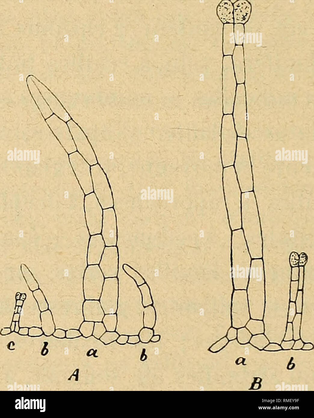 Marges des feuilles hi-res stock photography and images - Alamy