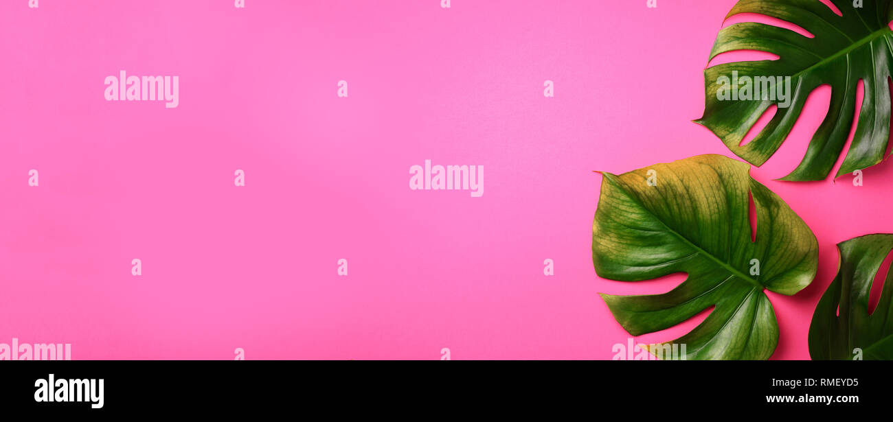 Tropical monstera leaves on pink background. Flat lay, top view ...