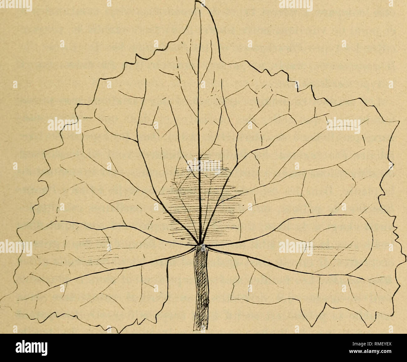 Types de feuilles hi-res stock photography and images - Alamy