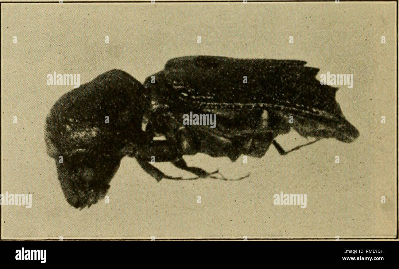 Powder post beetle damage hi-res stock photography and images - Alamy