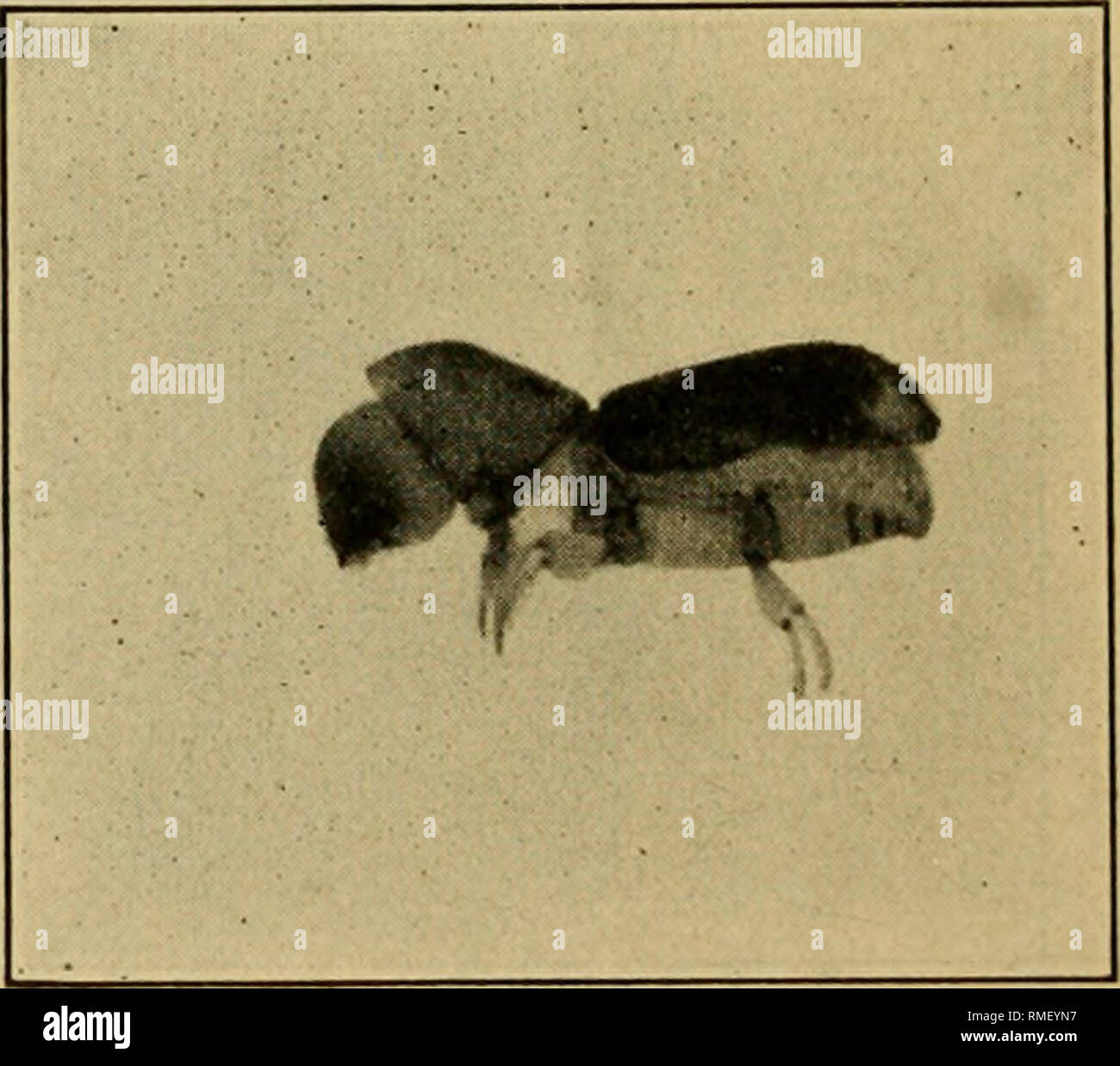 Ambrosia beetles hi-res stock photography and images - Alamy