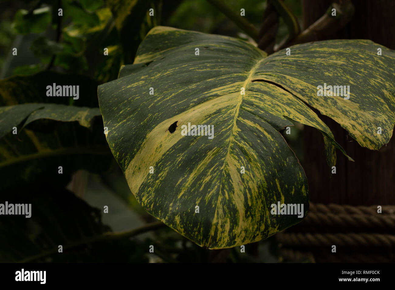 Big leaf green plants hi-res stock photography and images - Alamy