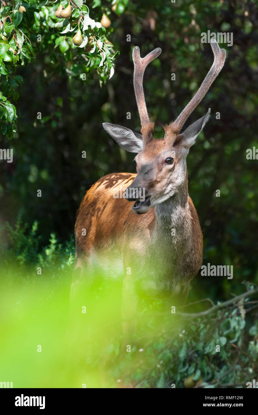 Czech animals hi-res stock photography and images - Alamy