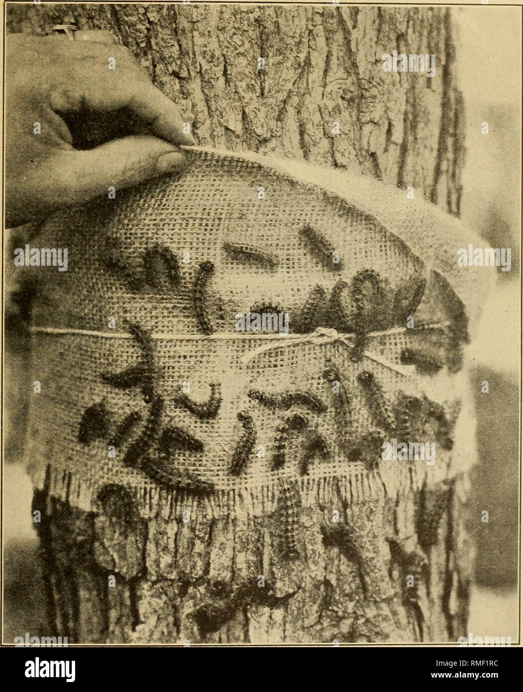 Tree trunk few insects hi-res stock photography and images - Alamy