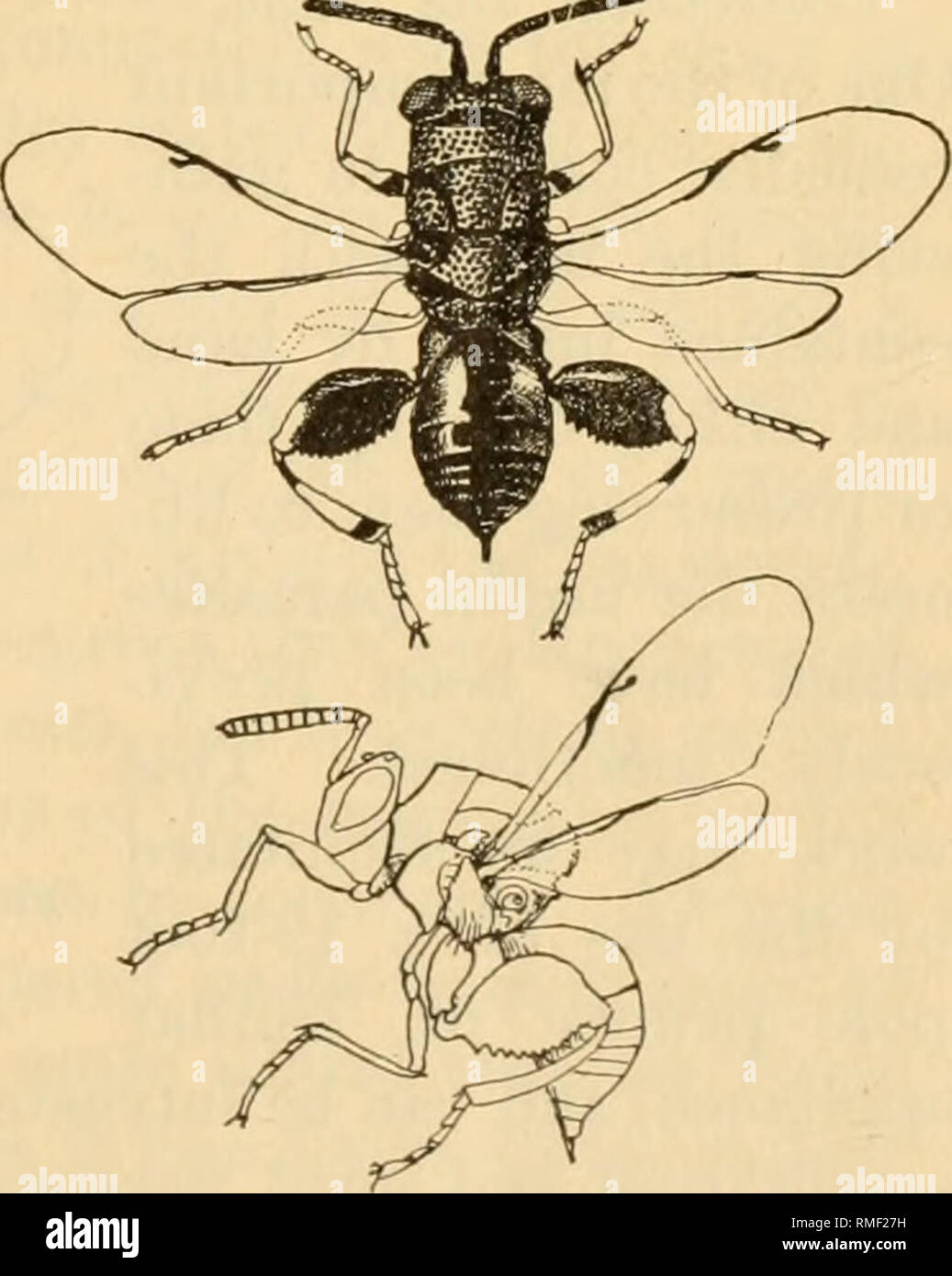 Hyperparasite hi-res stock photography and images - Alamy