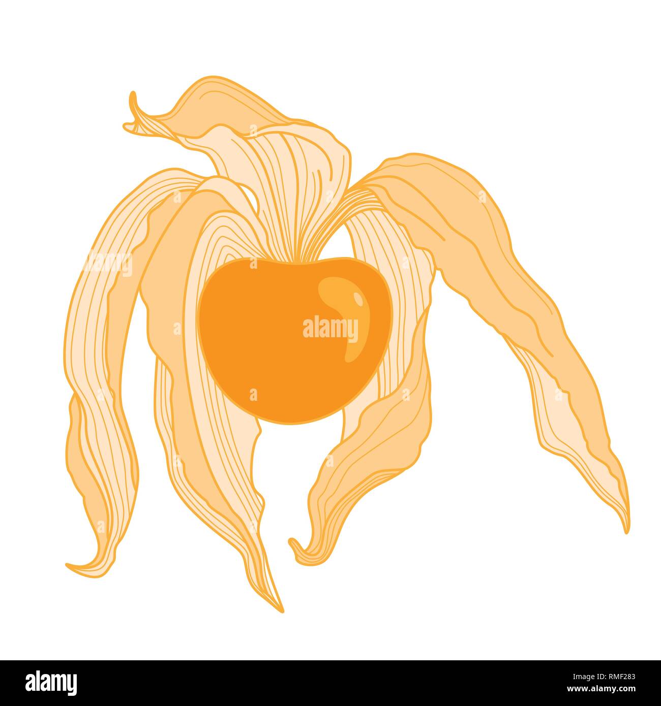 Isolated Orange Physalis Line Illustration on White Background Stock ...