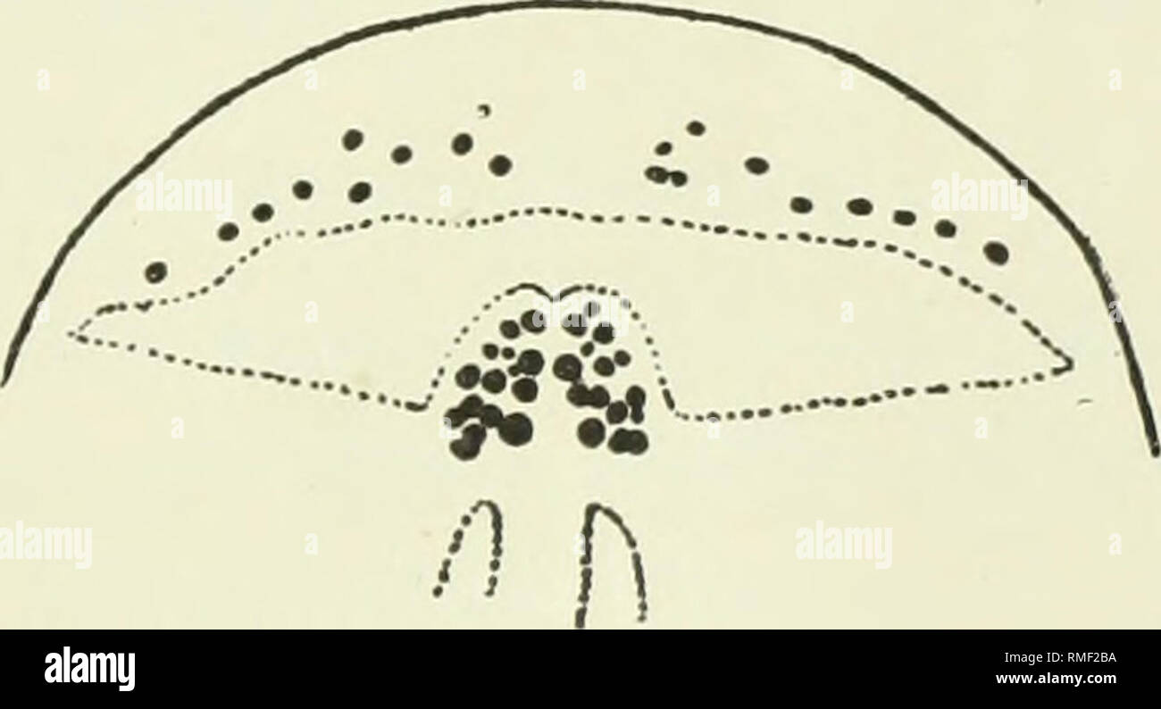 . Annotationes zoologicae japonenses / Nihon do?butsugaku iho?. NOTES ...