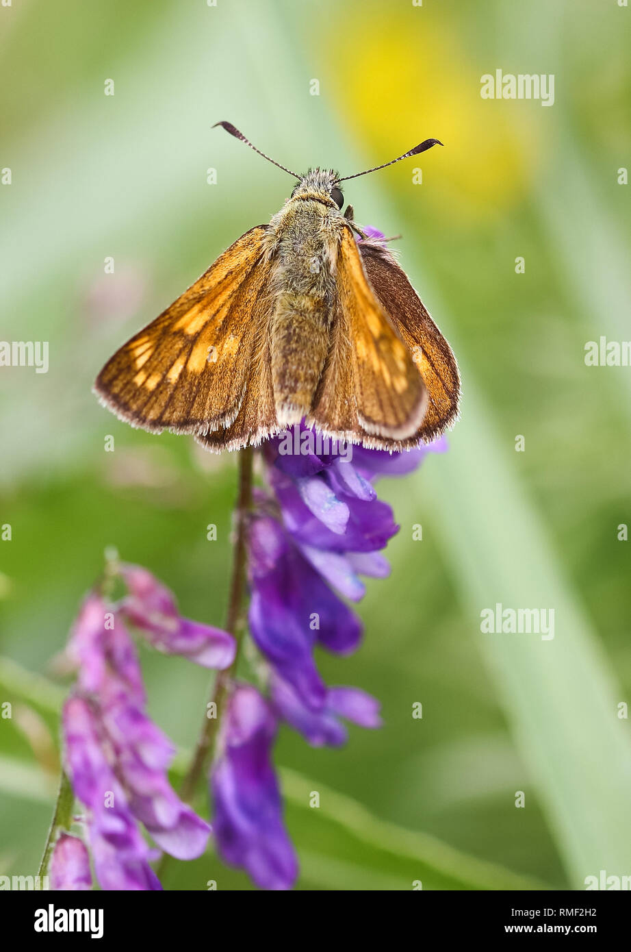 Pretty small skipper butterfly hi-res stock photography and images - Alamy