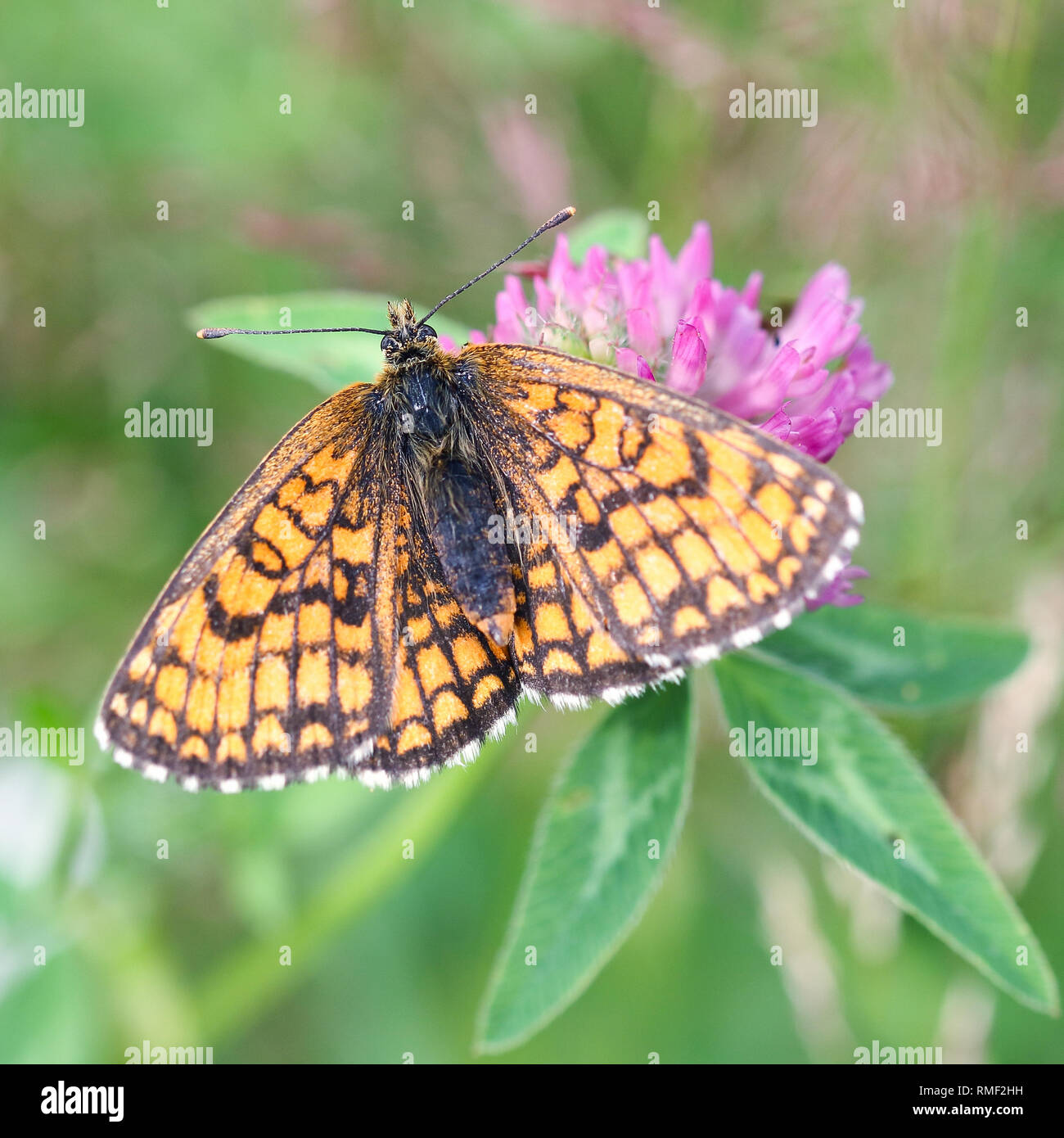 Heath fritillary yellow flower hi-res stock photography and images - Alamy