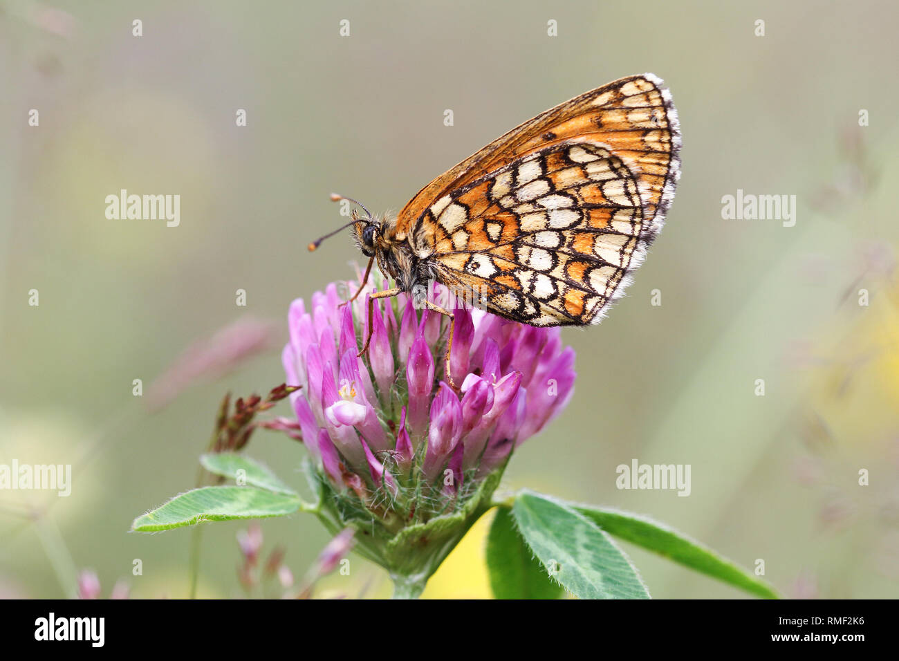 Heath fritillary yellow flower hi-res stock photography and images - Alamy