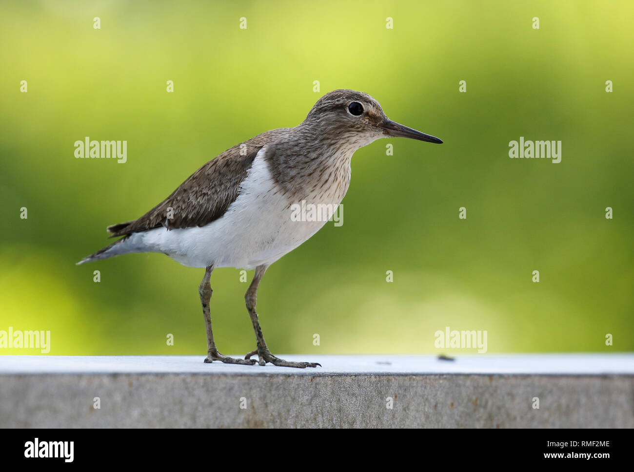 Common sandpiper environment hi-res stock photography and images - Alamy