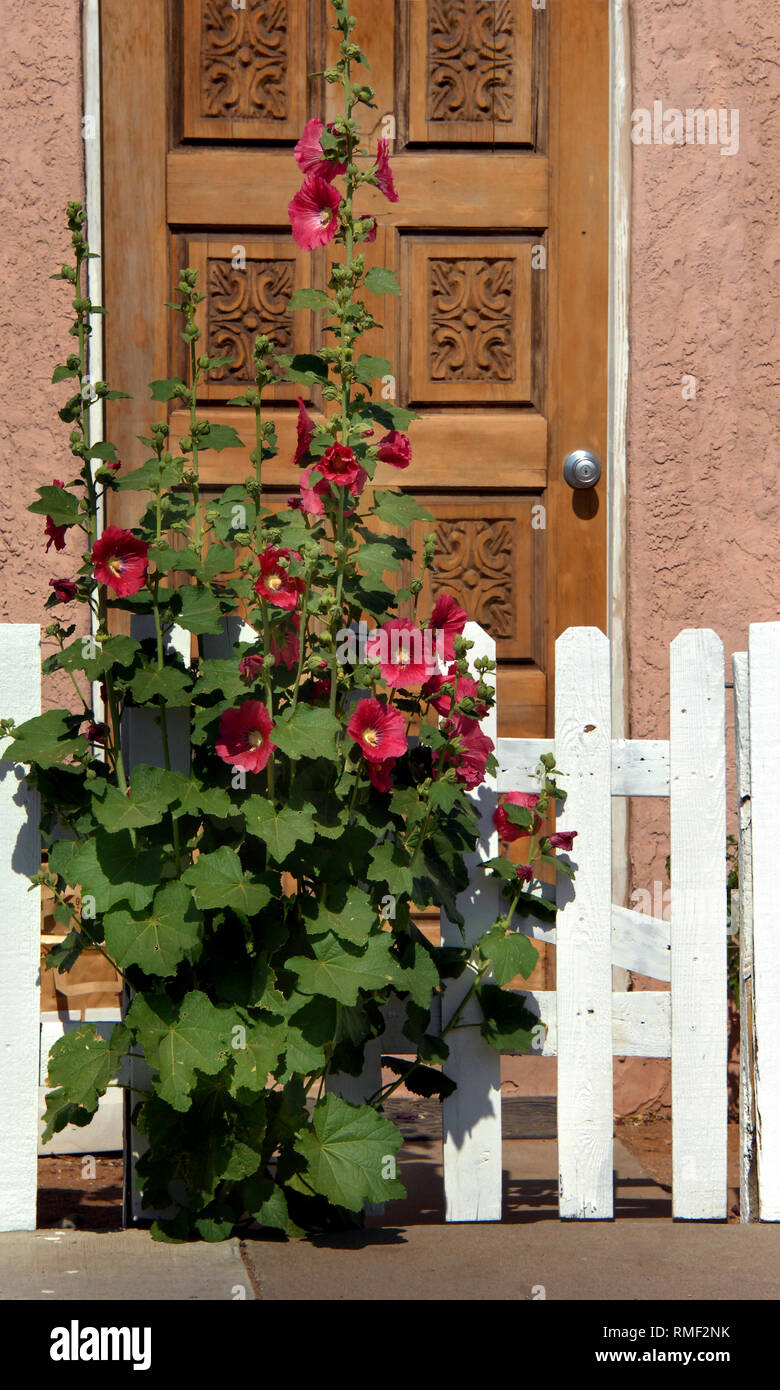 Red hibiscus blooms besides a white picket fence. Fence is in front of ...