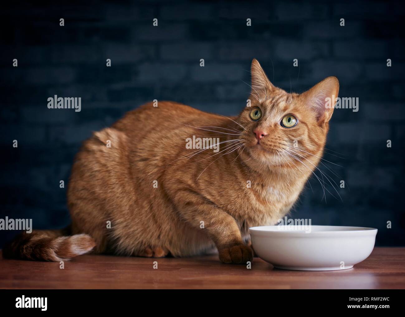 Cute ginger cat looking up and waiting for food Stock Photo - Alamy