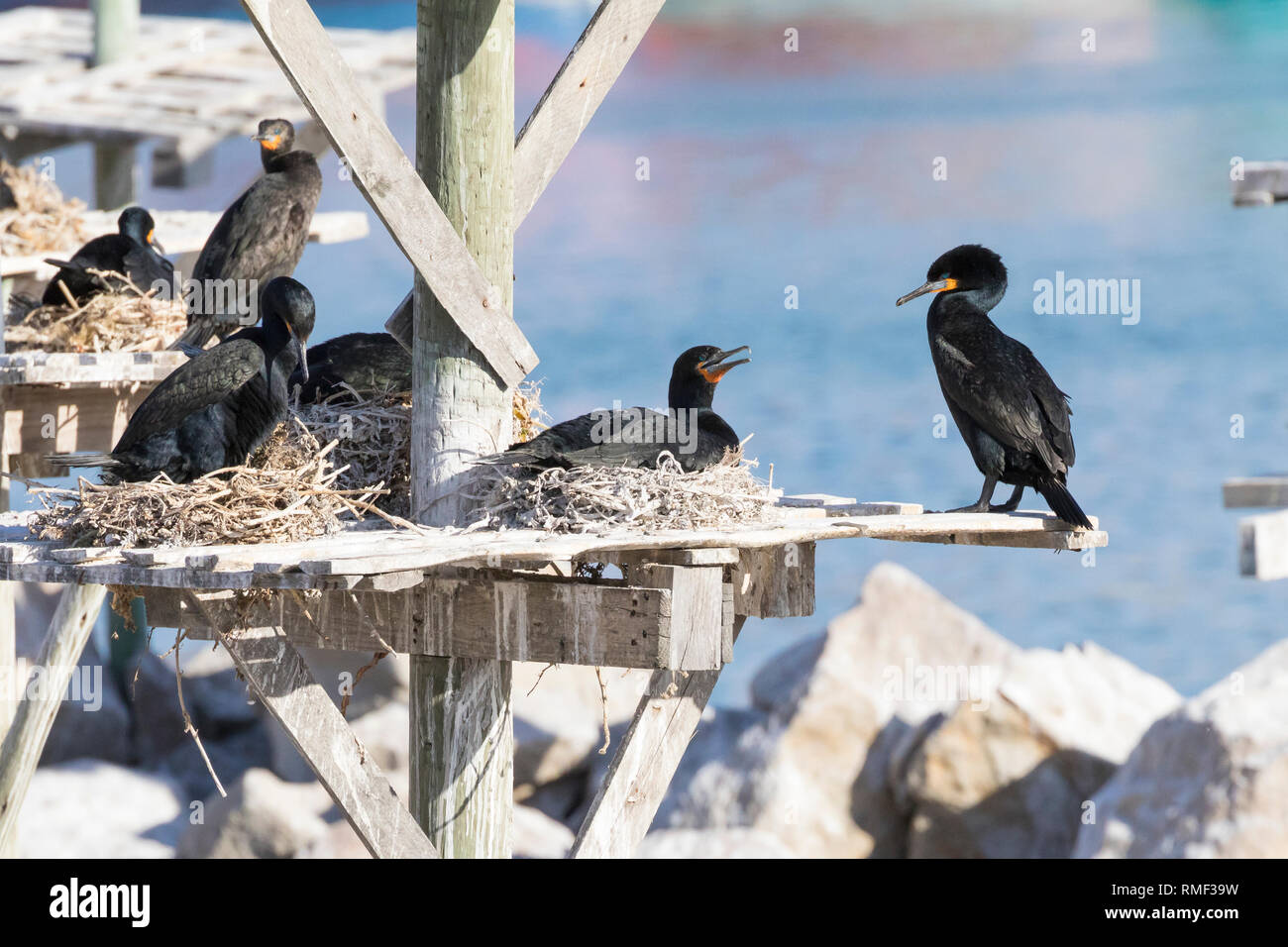 Cape cormorant hi-res stock photography and images - Alamy
