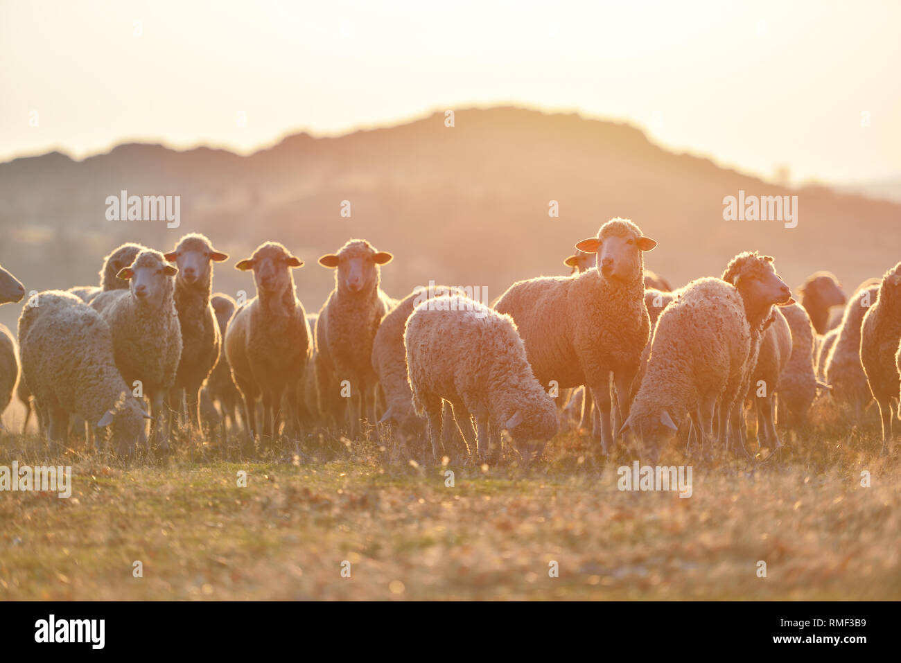 Flock of sheep at sunset with warm lens flare Stock Photo - Alamy