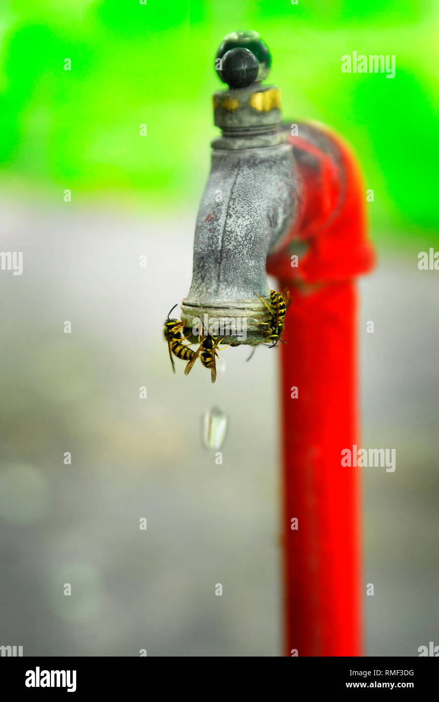 Water for insects hi-res stock photography and images - Alamy