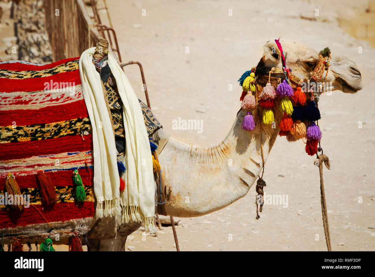 Cairo egypt zoo hi-res stock photography and images - Alamy