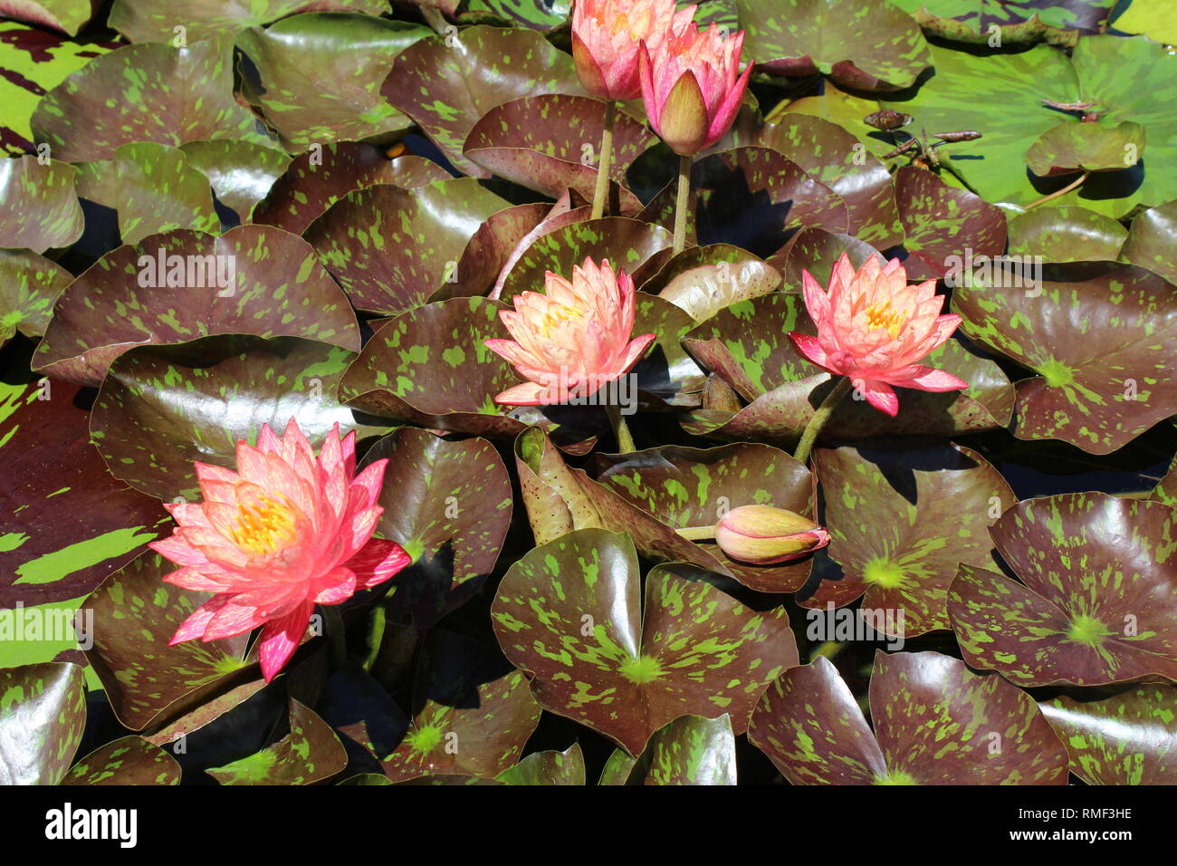 Soft lilies hi-res stock photography and images - Alamy