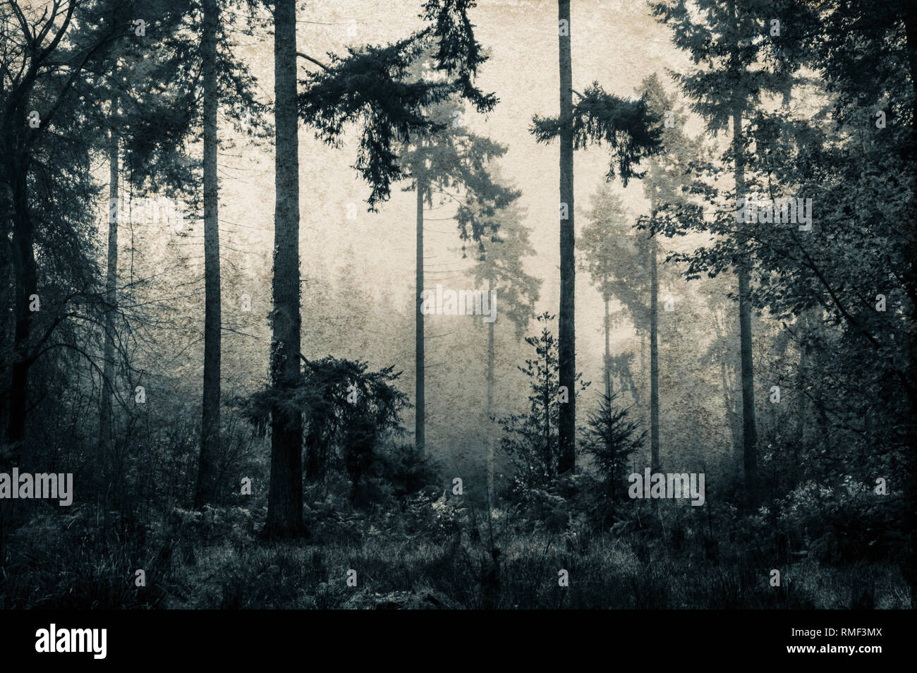 A moody, spooky, foggy forest, with a grunge, grainy, monchrome edit ...