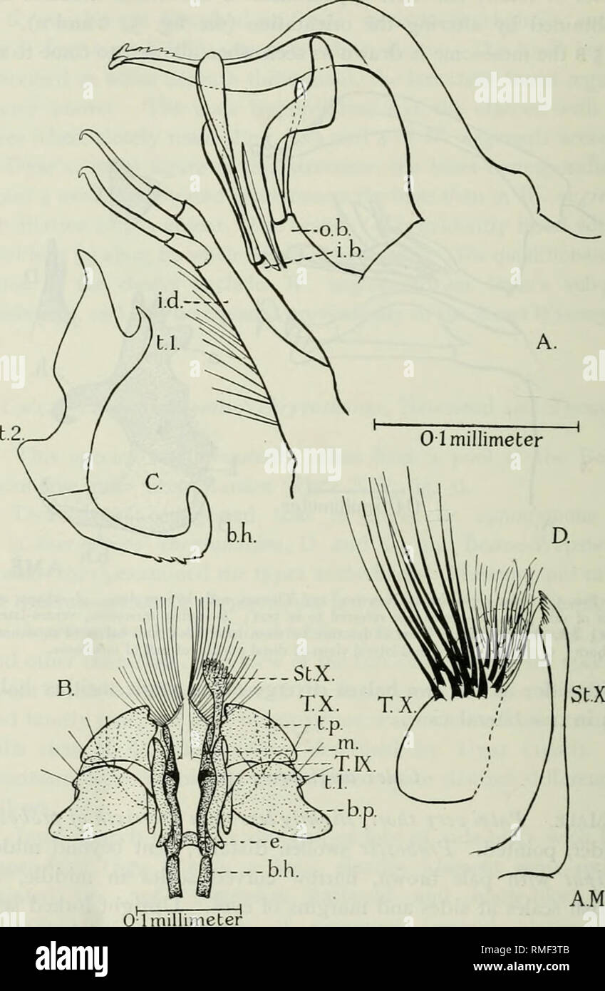 Mesosome hi-res stock photography and images - Alamy