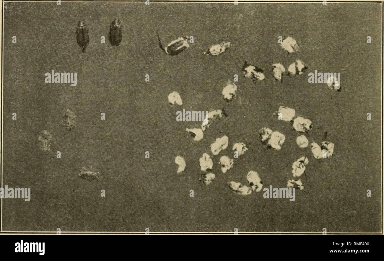 Phora And Devour Beef