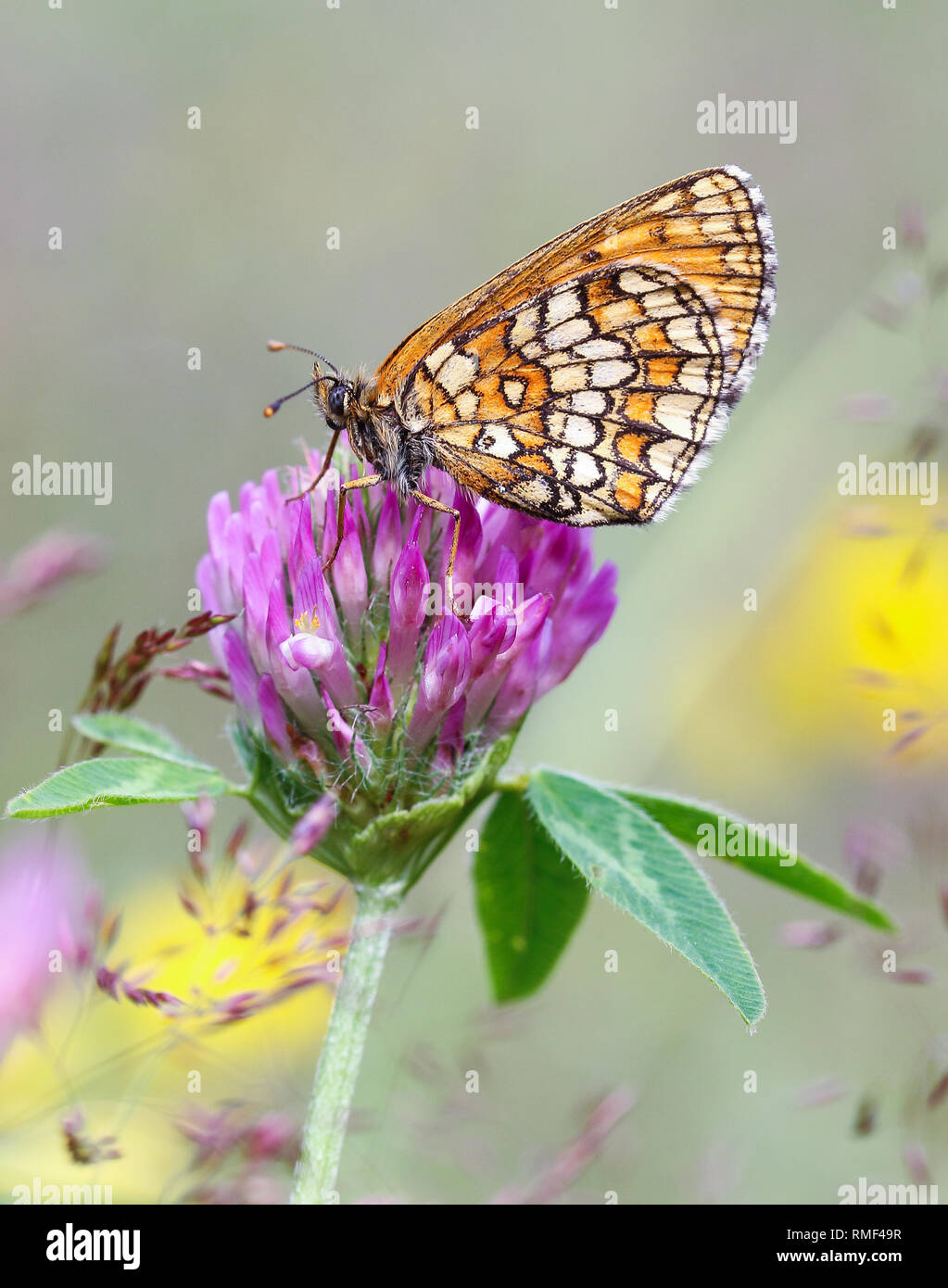 Heath fritillary flower hi-res stock photography and images - Alamy