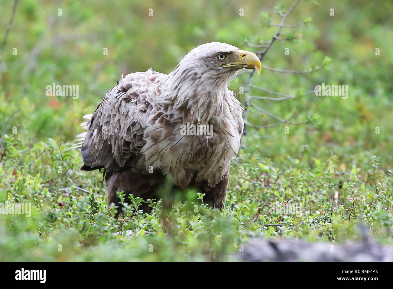 Eagle old hi-res stock photography and images - Alamy