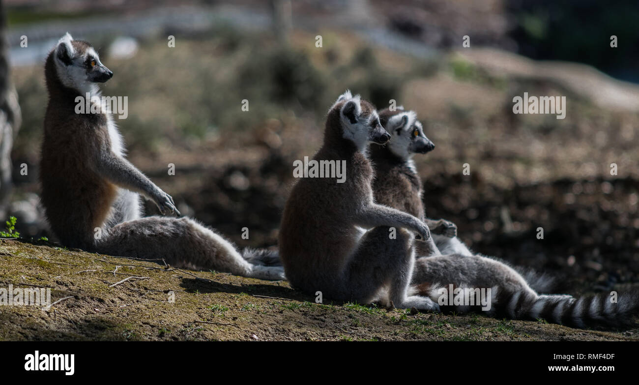 Primates of Madagascar Stock Photo - Alamy
