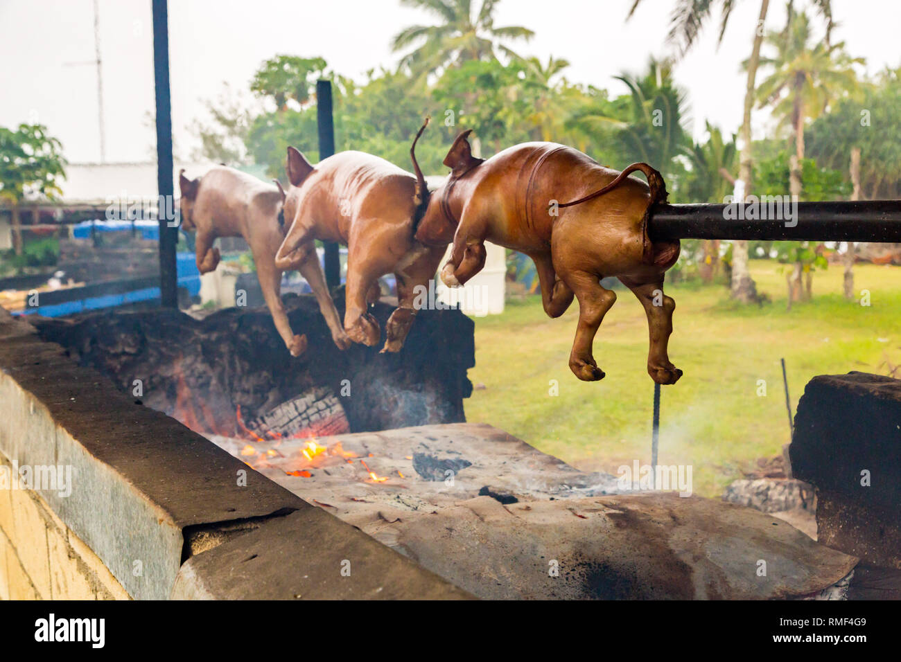 Tongan pig hi-res stock photography and images - Alamy