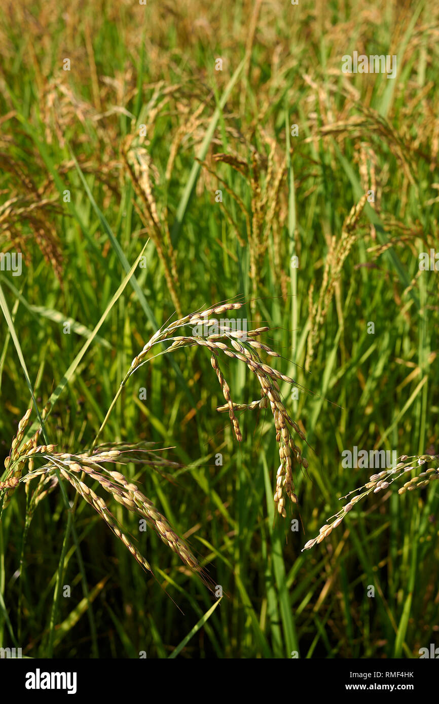 Oryza Sativa Stock Photos & Oryza Sativa Stock Images - Alamy