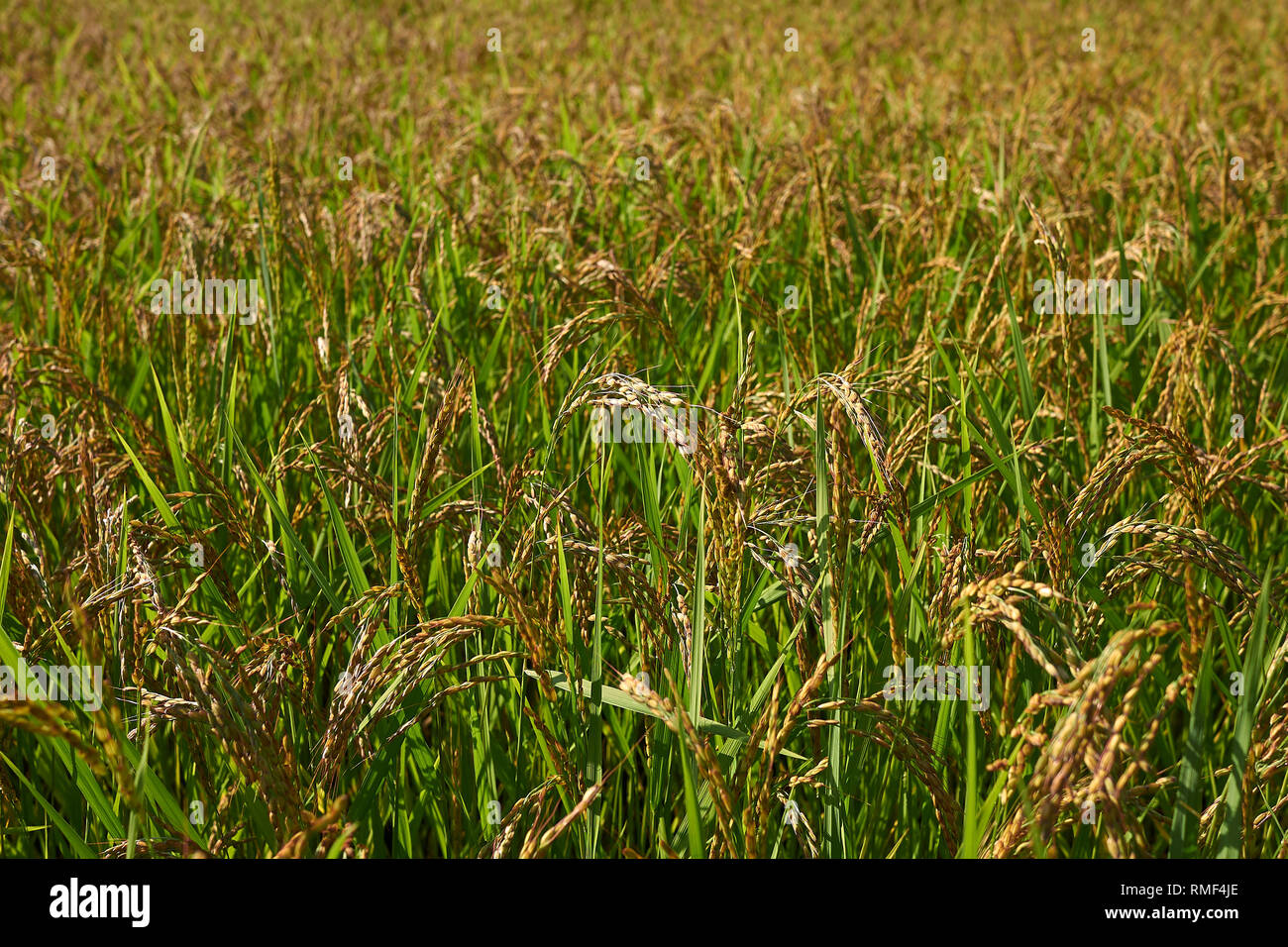 Oryza sativa rice field hi-res stock photography and images - Alamy