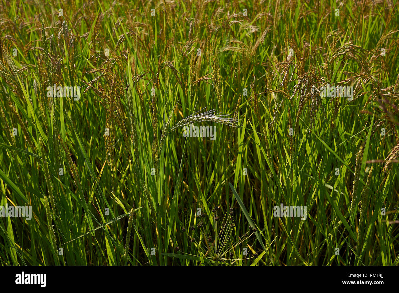 Oryza Sativa Stock Photos & Oryza Sativa Stock Images - Alamy