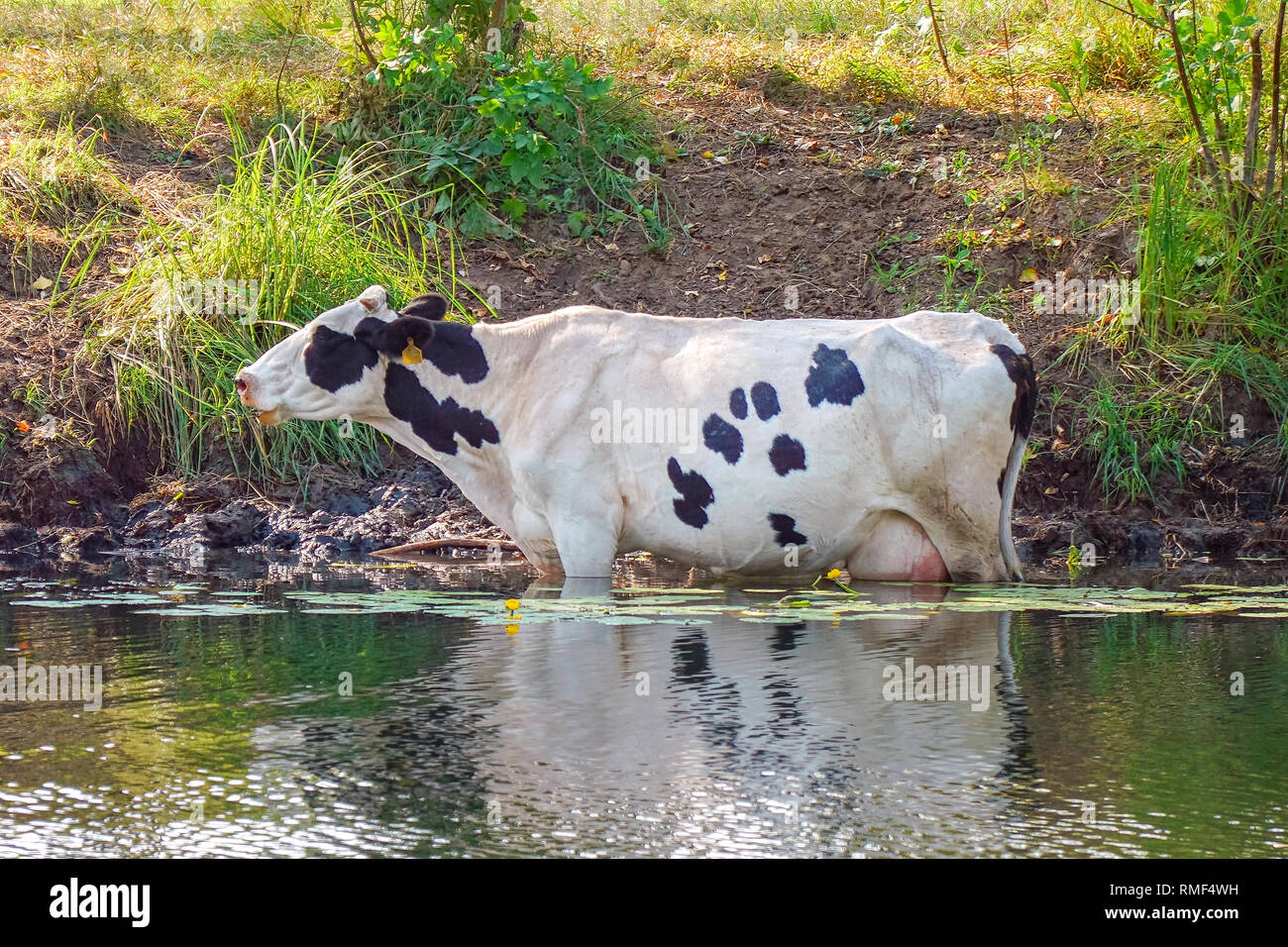 Escaping the bull hi-res stock photography and images - Alamy
