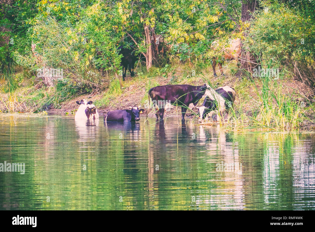 Cows stand in the water on a hot day escaping from the heat Stock Photo ...