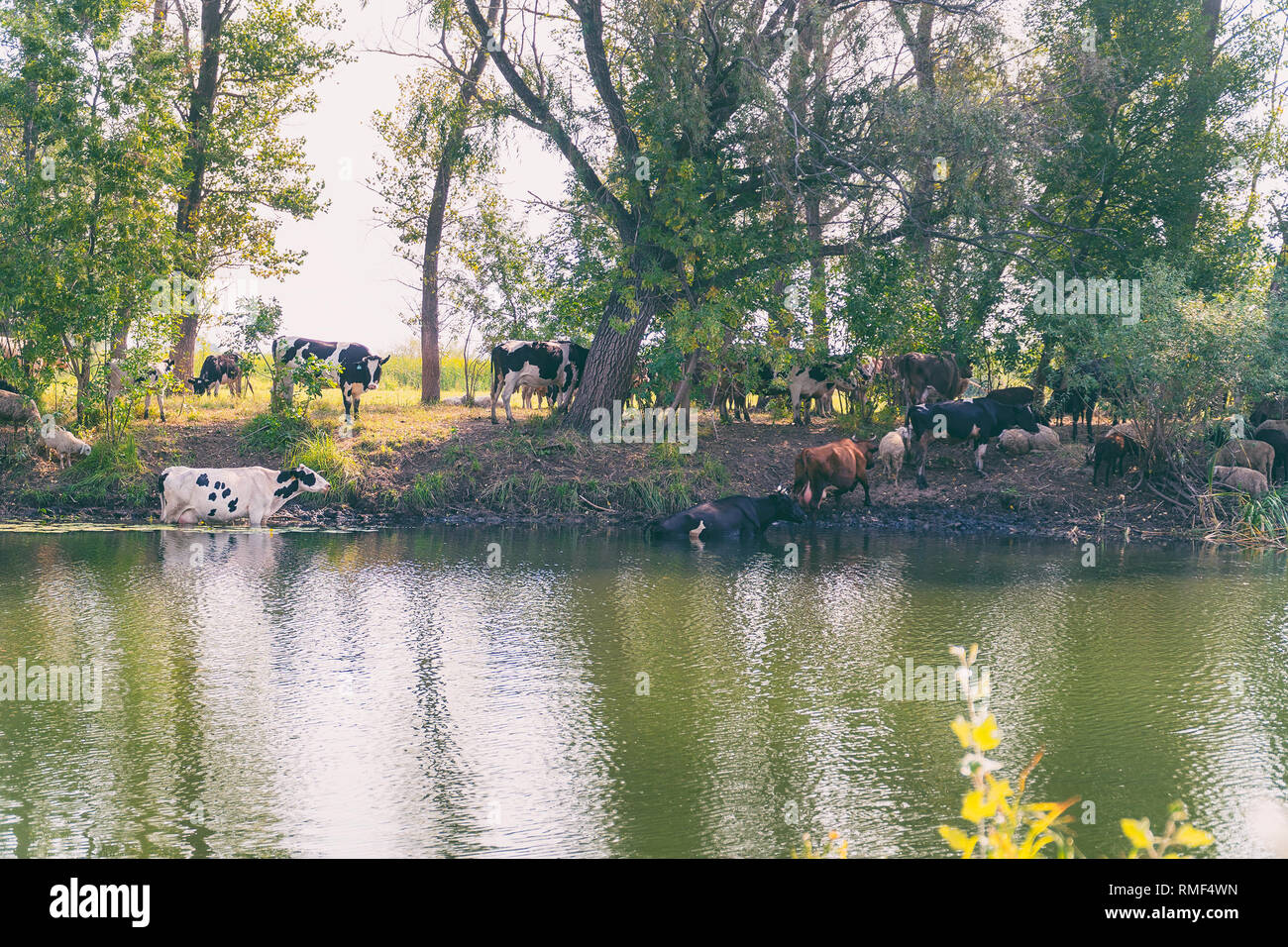 Cows stand in the water on a hot day escaping from the heat Stock Photo ...