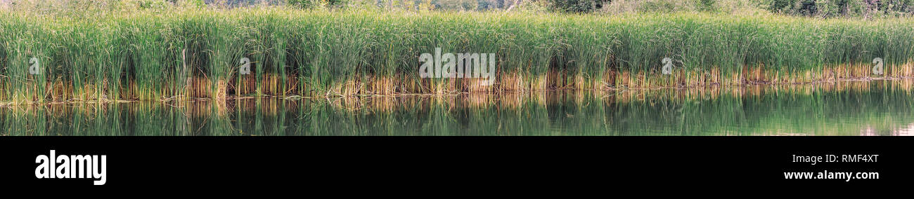 Reed, sedge or reed on a lake or pond. Panoramic photo Stock Photo - Alamy