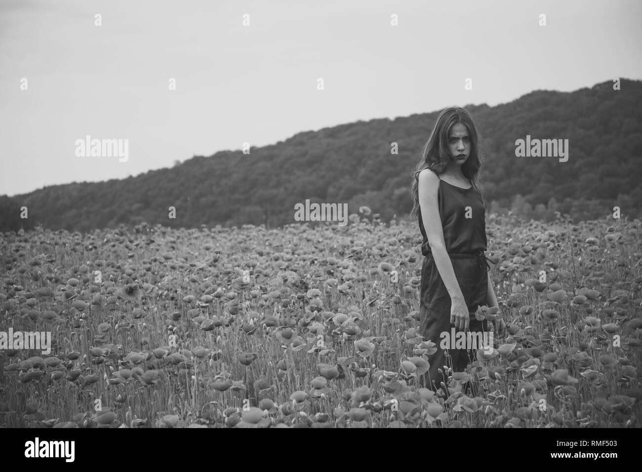 Beauty, summer, spring, poppy seed Stock Photo - Alamy