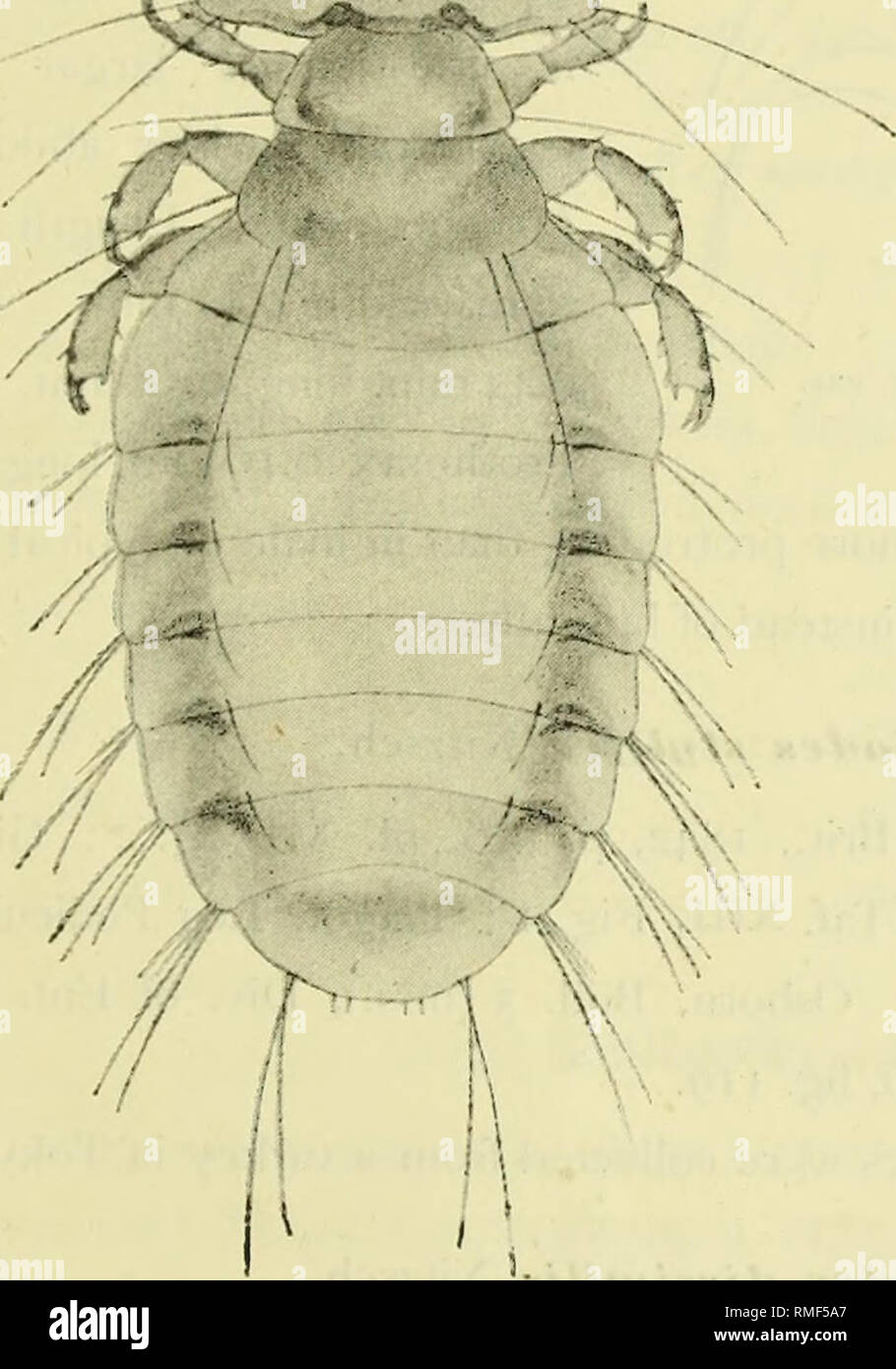 . Annotationes zoologicae japonenses / Nihon do?butsugaku iho?. BIRD ...