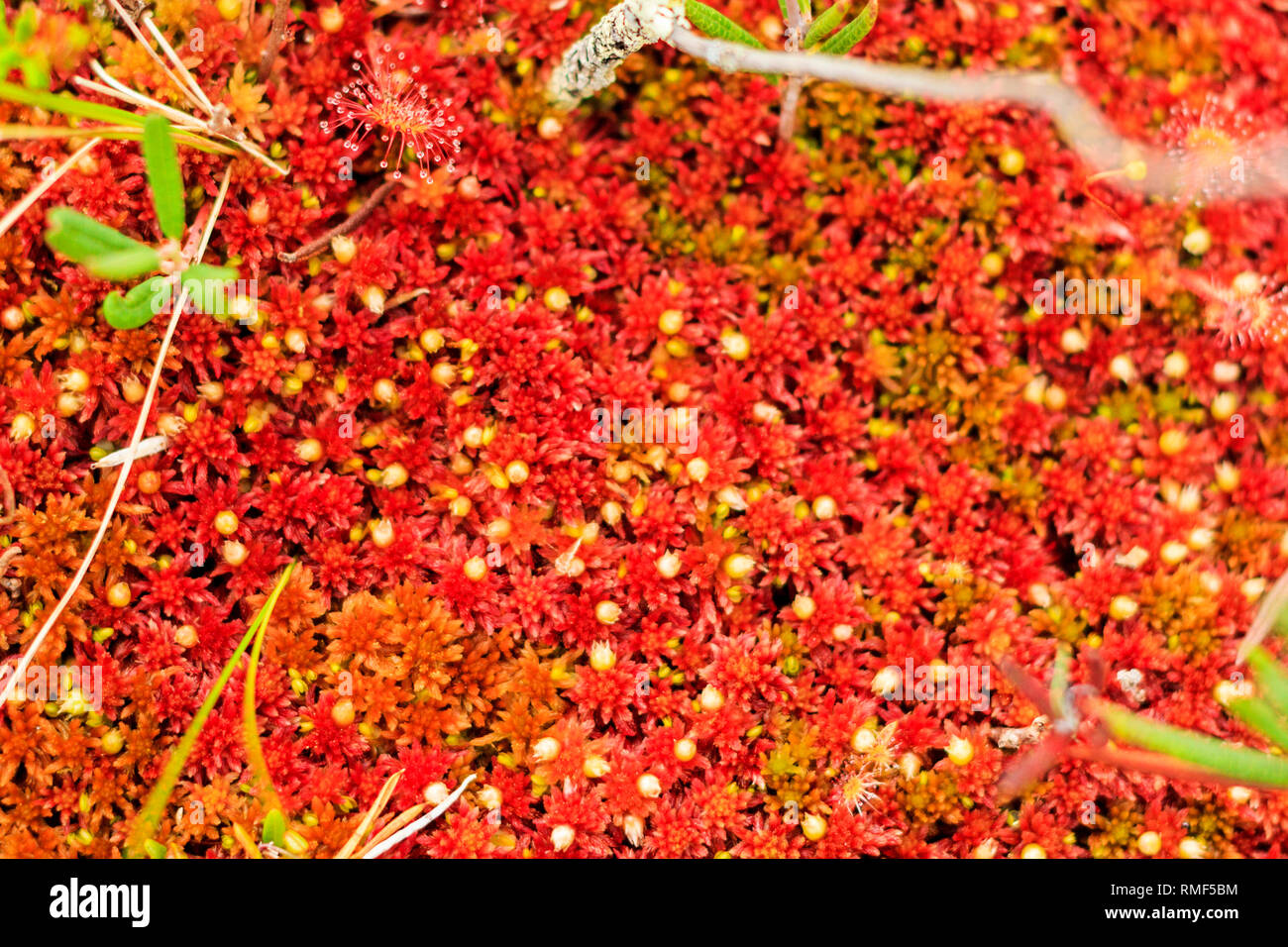 Red bog moss hi-res stock photography and images - Alamy