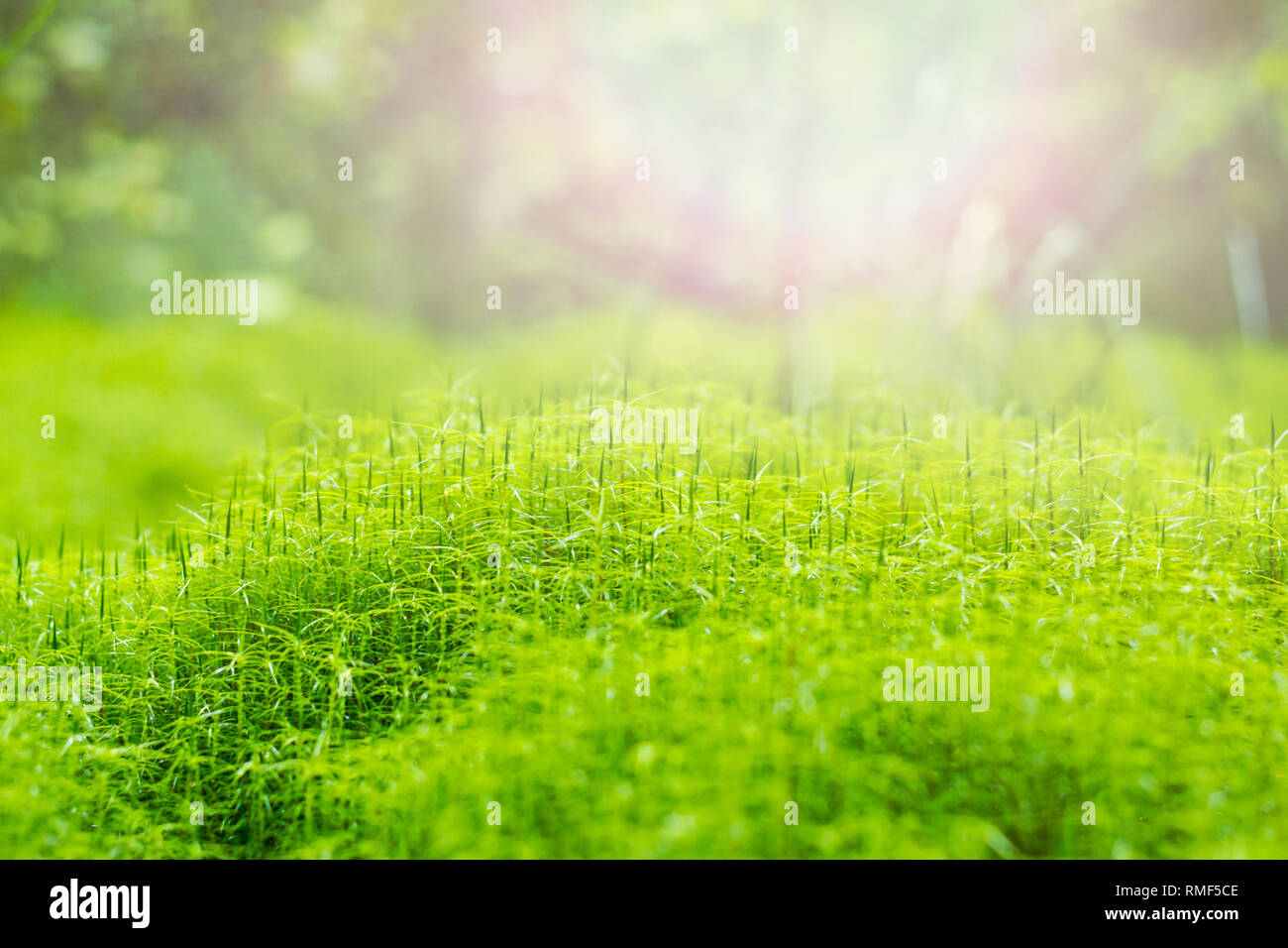 Natural carpet hi-res stock photography and images - Alamy