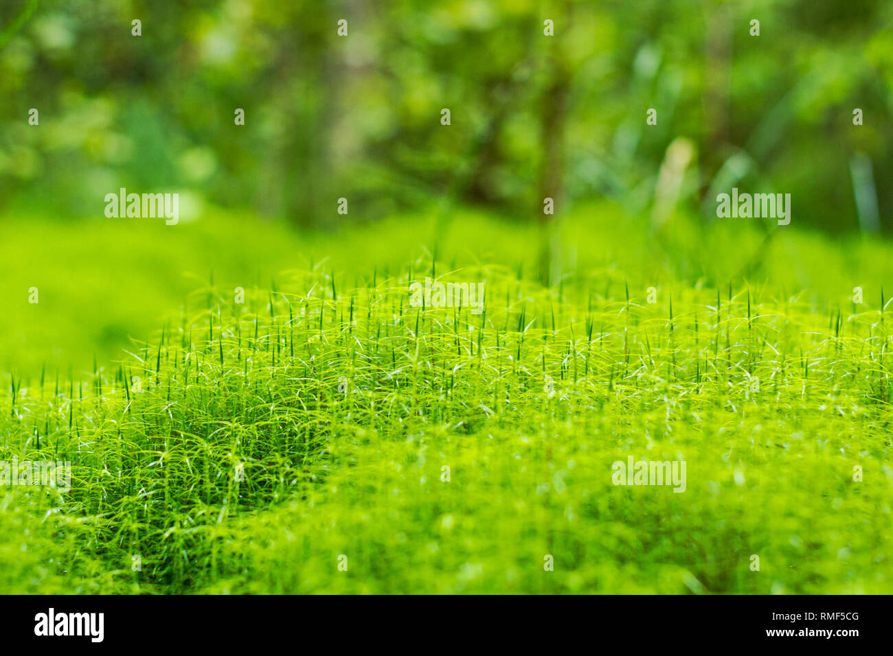 forest cover of green plants Stock Photo - Alamy