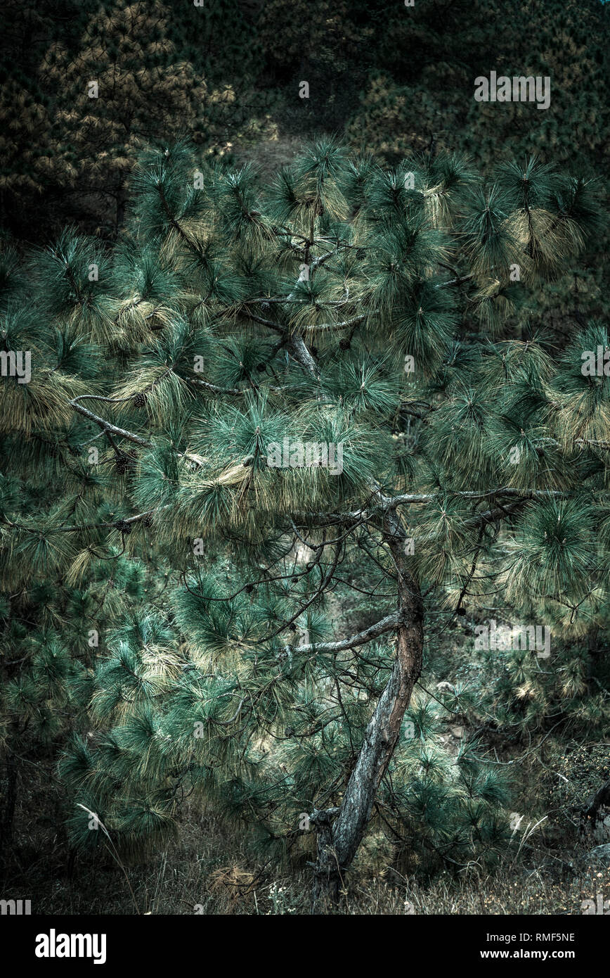 Singel tree with hi-res stock photography and images - Alamy