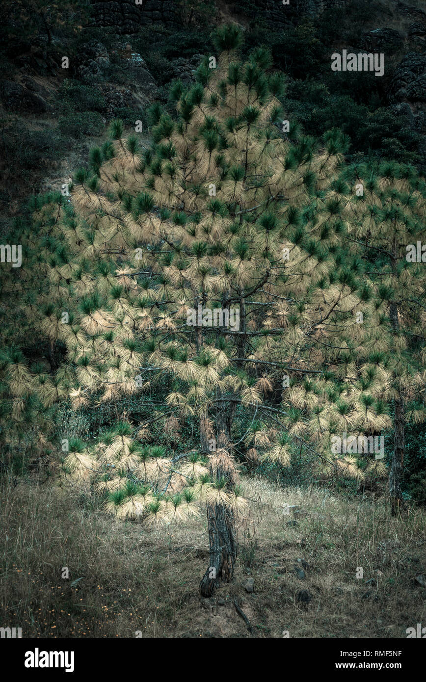 Shibao mountain hi-res stock photography and images - Alamy