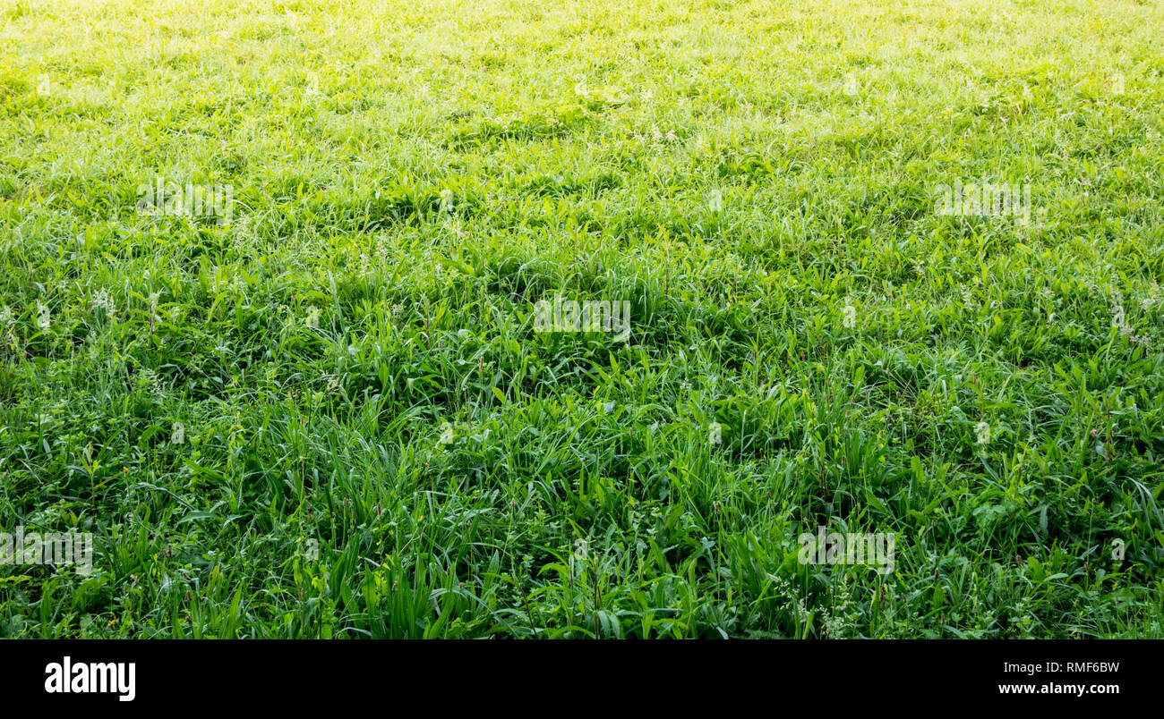Idyllic field hi-res stock photography and images - Alamy