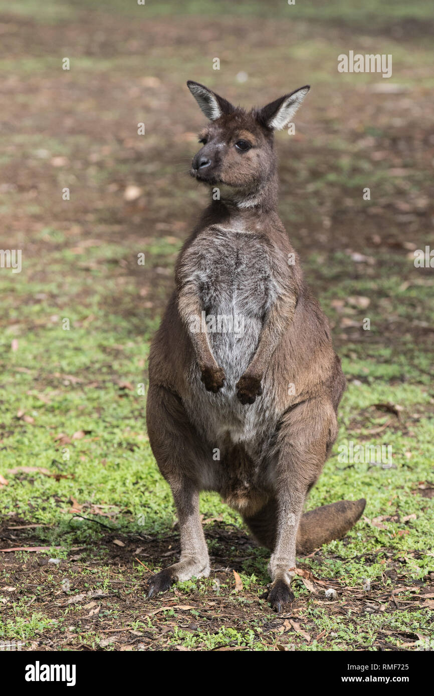 Kangaroo Standing Up